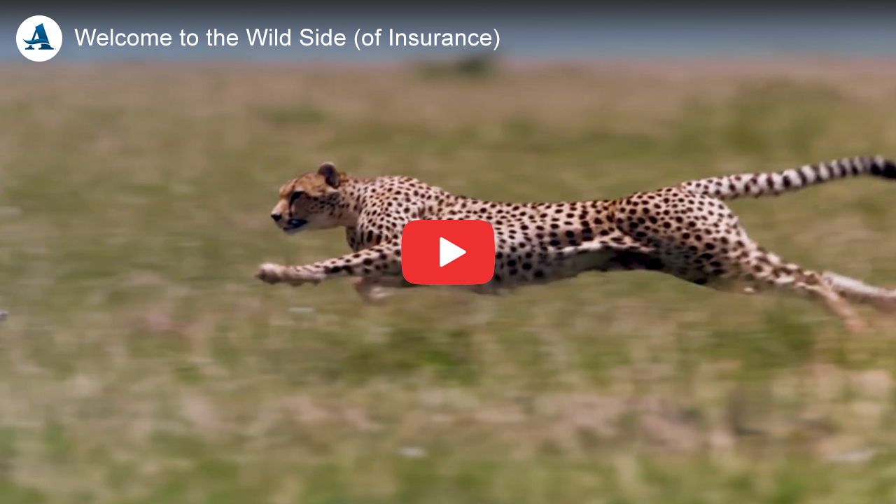 Where Risk Meets Adventure | Admiral Insurance Group